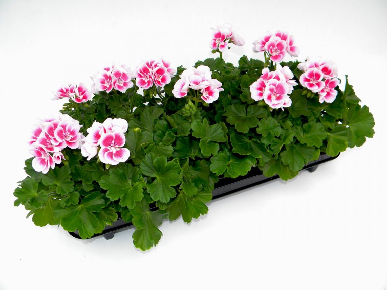 geranium-staand-flower-fairy-white-splash - SeedCare